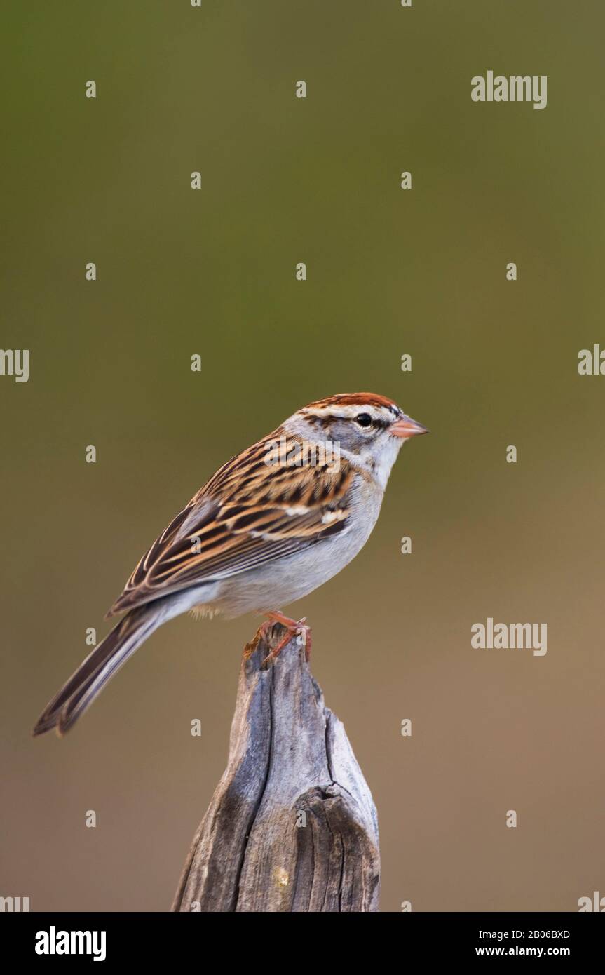 USA, TEXAS, HILL COUNTRY NEAR HUNT, CHIPPING SPARROW Stock Photo - Alamy