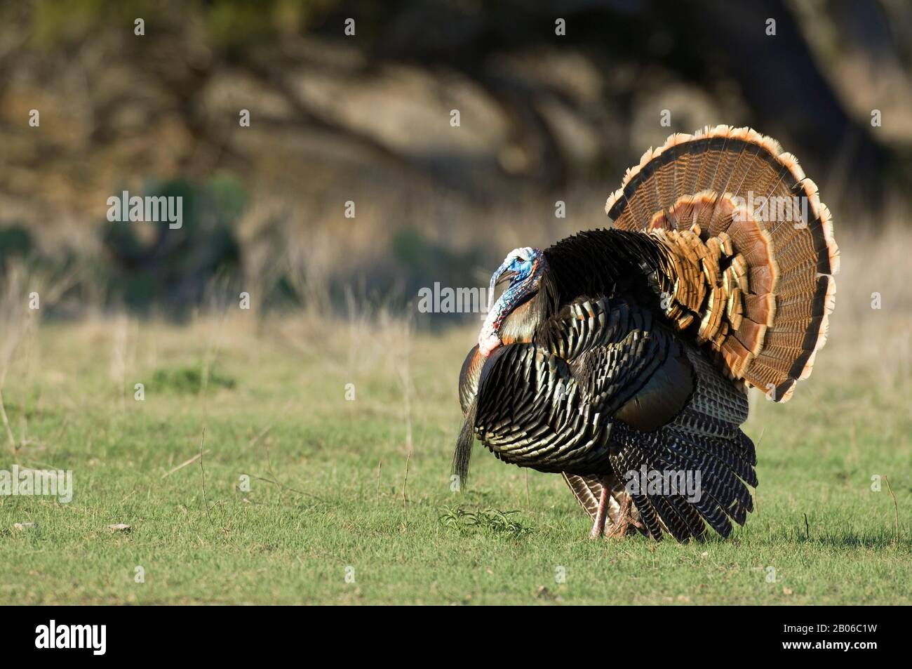 USA, TEXAS, HILL COUNTRY NEAR HUNT, WILD TURKEY, MALE, DISPLAYING ...