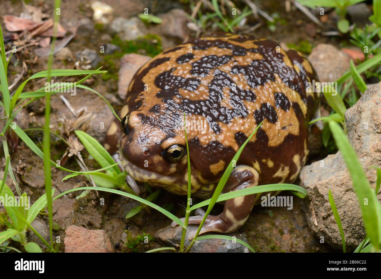 Dorsal of Marbled baloon frog, Uperodon systoma, endemic to Southern ...