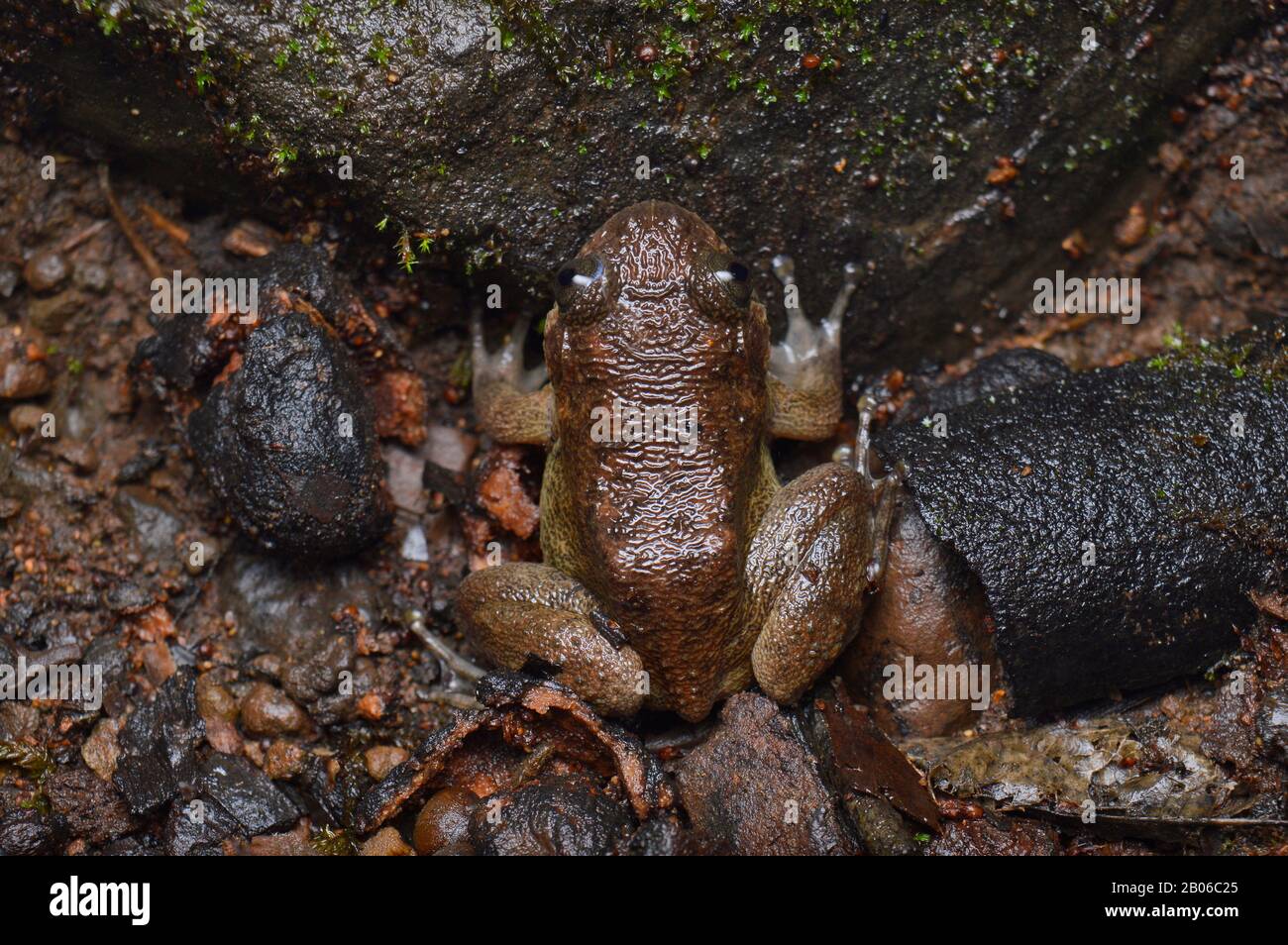 Dorsal of wrinkled frog, Nyctibatrachus petraeus, endemic to western ...