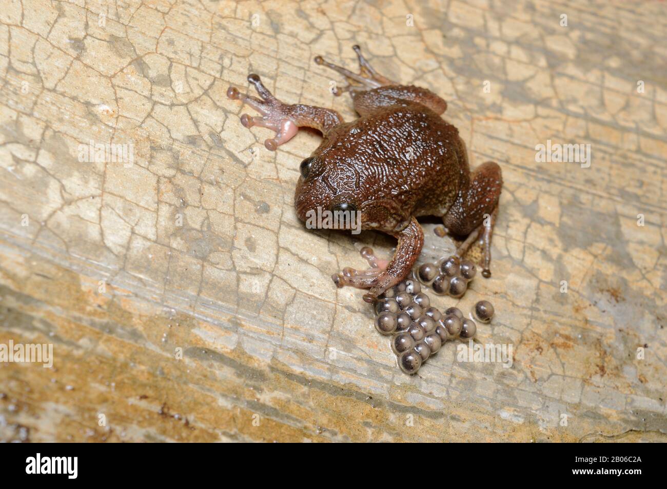 Wrinkled frog guarding the eggs, Nyctibatrachus petraeus, endemic to ...