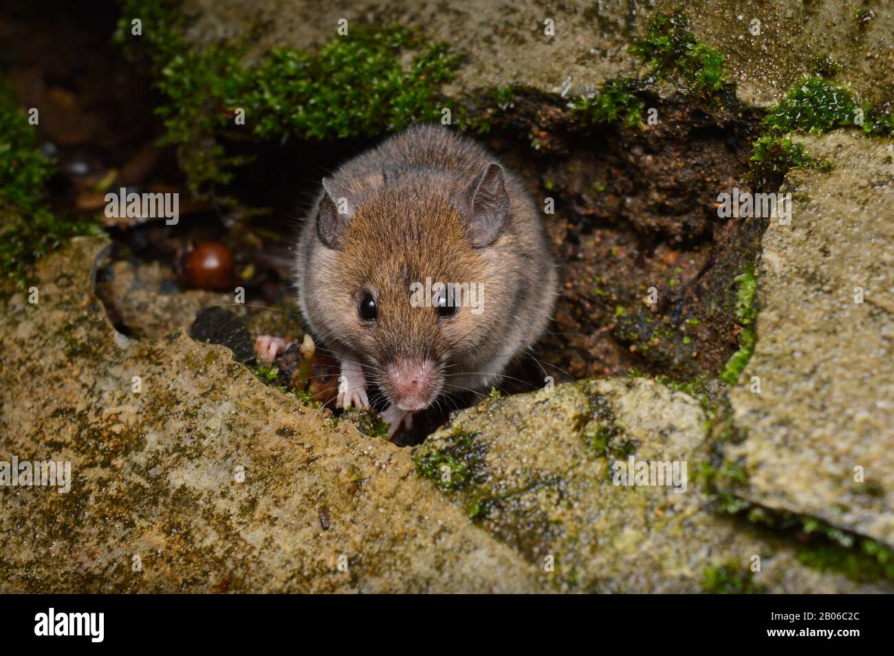 Head shot of Little Indian field mouse, Mus booduga, full body view ...