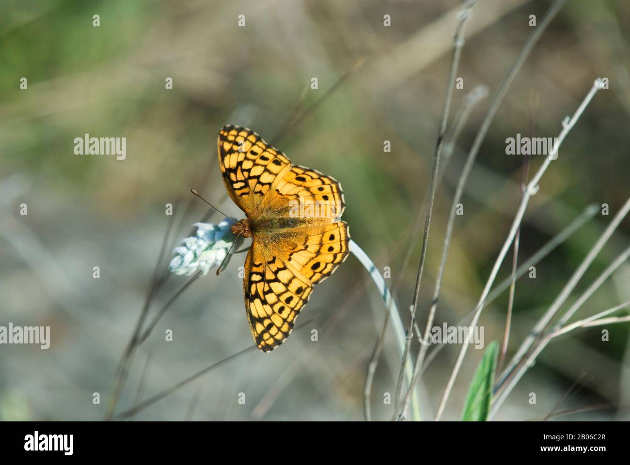 Butterfly hunt hi-res stock photography and images - Alamy