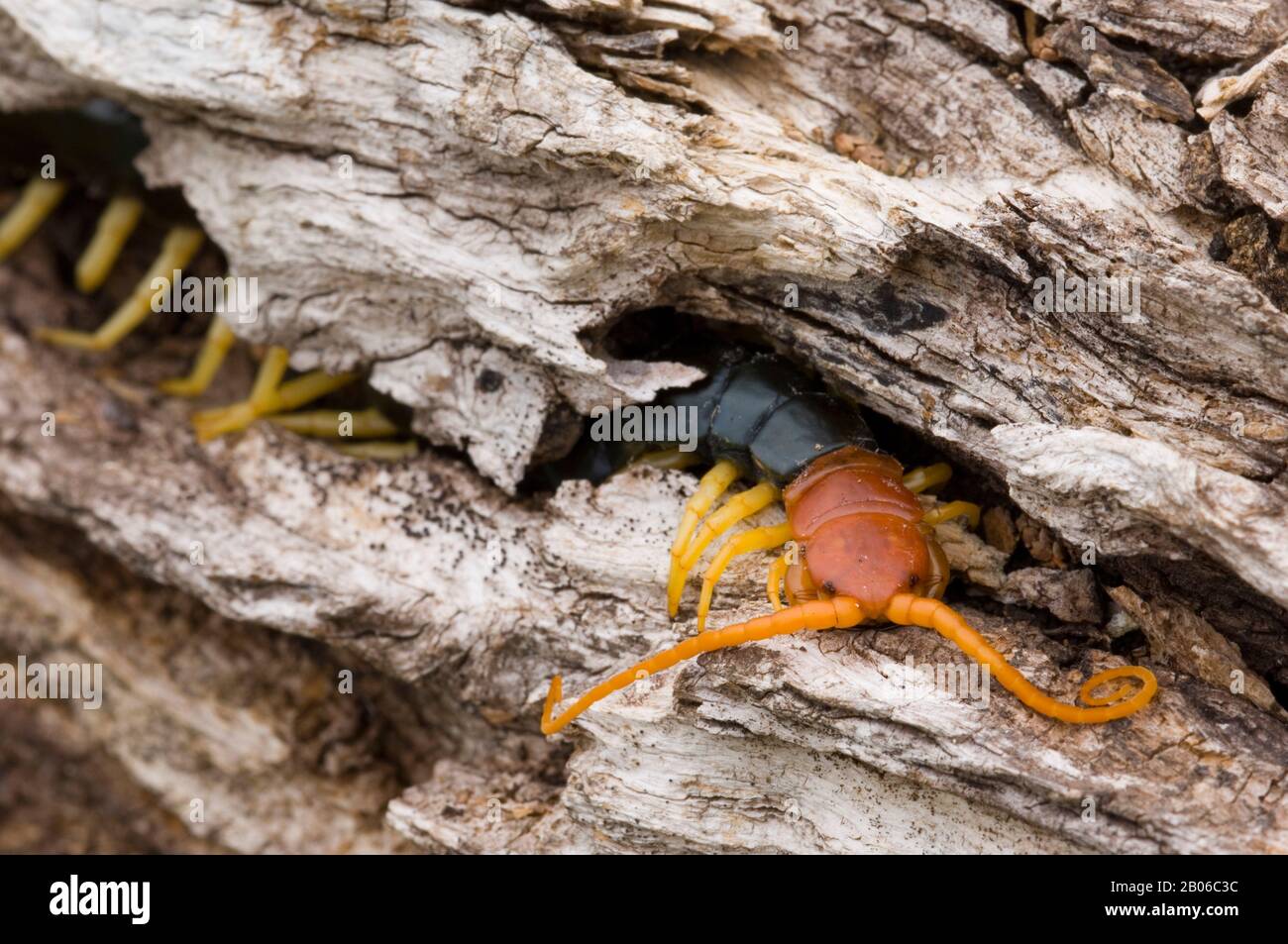 USA, TEXAS, HILL COUNTRY NEAR HUNT, CENTIPEDES Stock Photo - Alamy