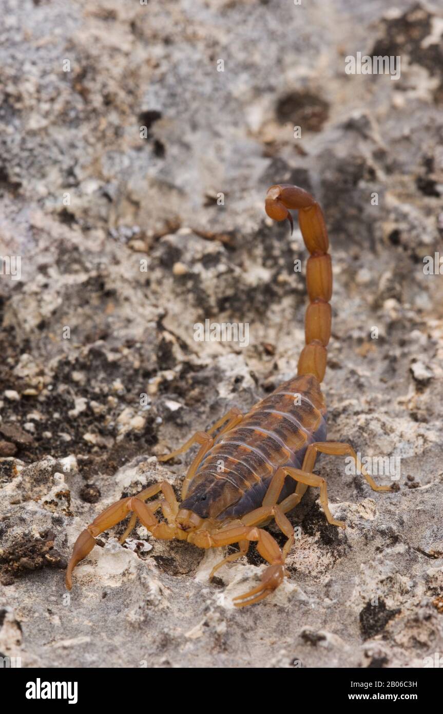 USA, TEXAS, HILL COUNTRY NEAR HUNT, STRIPED BARK SCORPION Centruoides ...