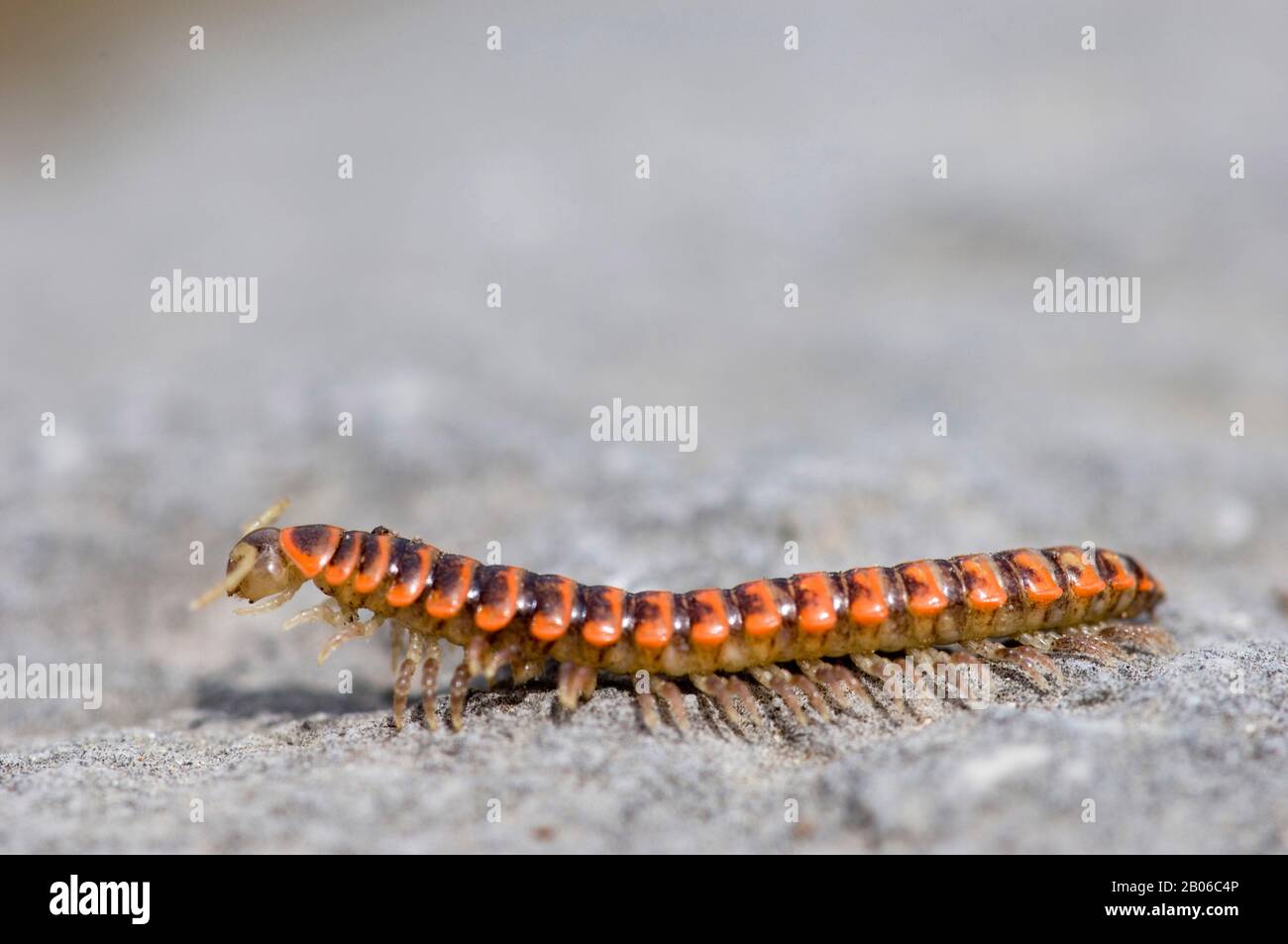 Texas hill country insect hi-res stock photography and images - Alamy