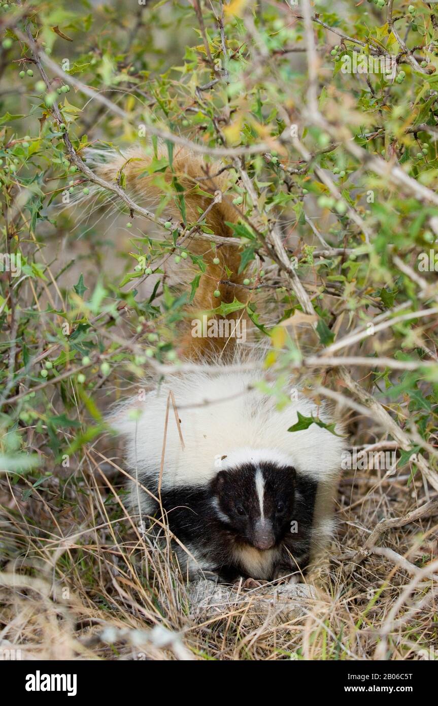 USA, TEXAS, HILL COUNTRY NEAR HUNT, STRIPED SKUNK Mephitis mephitis ...
