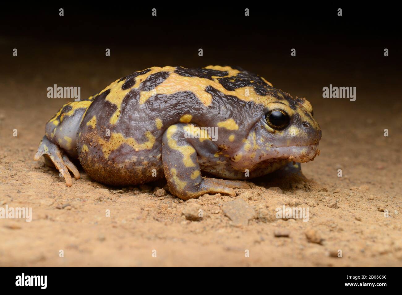 Lateral of Marbled baloon frog, Uperodon systoma, Southern and Eastern ...