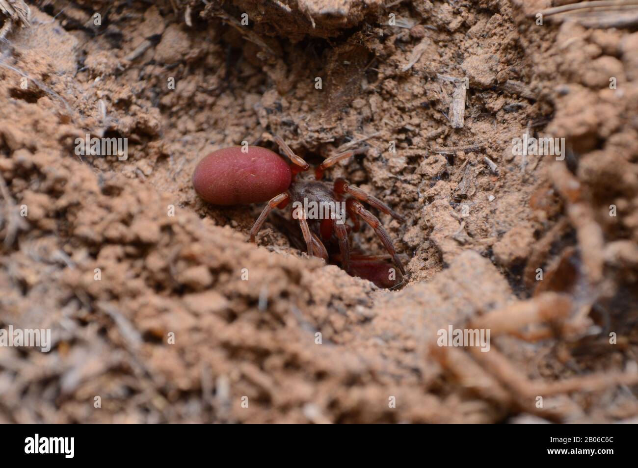 Red ground dwelling spider hi-res stock photography and images - Alamy