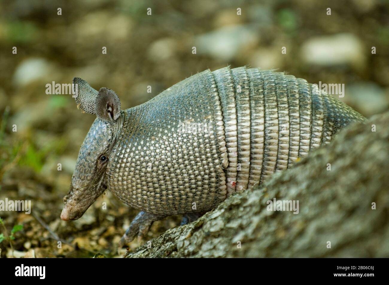USA, TEXAS, HILL COUNTRY NEAR HUNT, NINE-BANDED ARMADILLO Stock Photo ...
