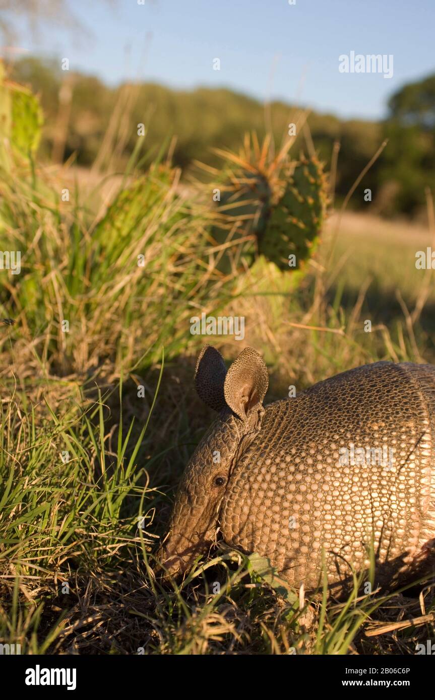 Nine banded armadillo texas hi-res stock photography and images - Alamy