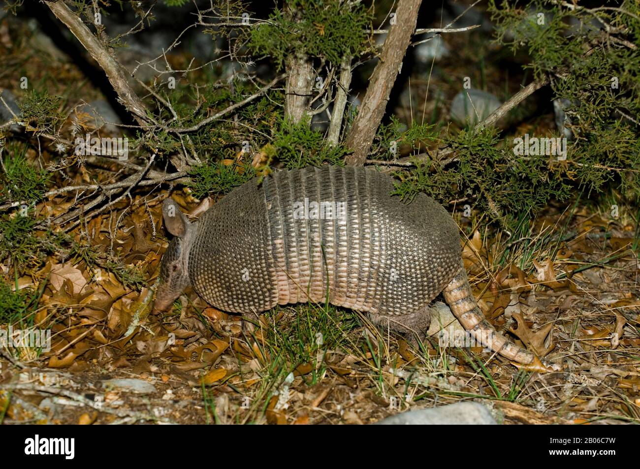 Nine banded armadillo texas hi-res stock photography and images - Alamy