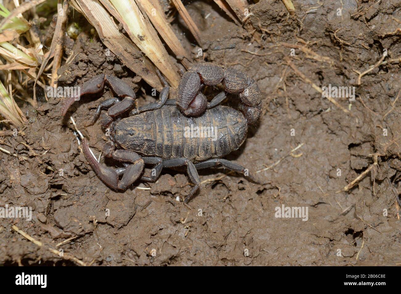 Hottentotta vinchu hi-res stock photography and images - Alamy