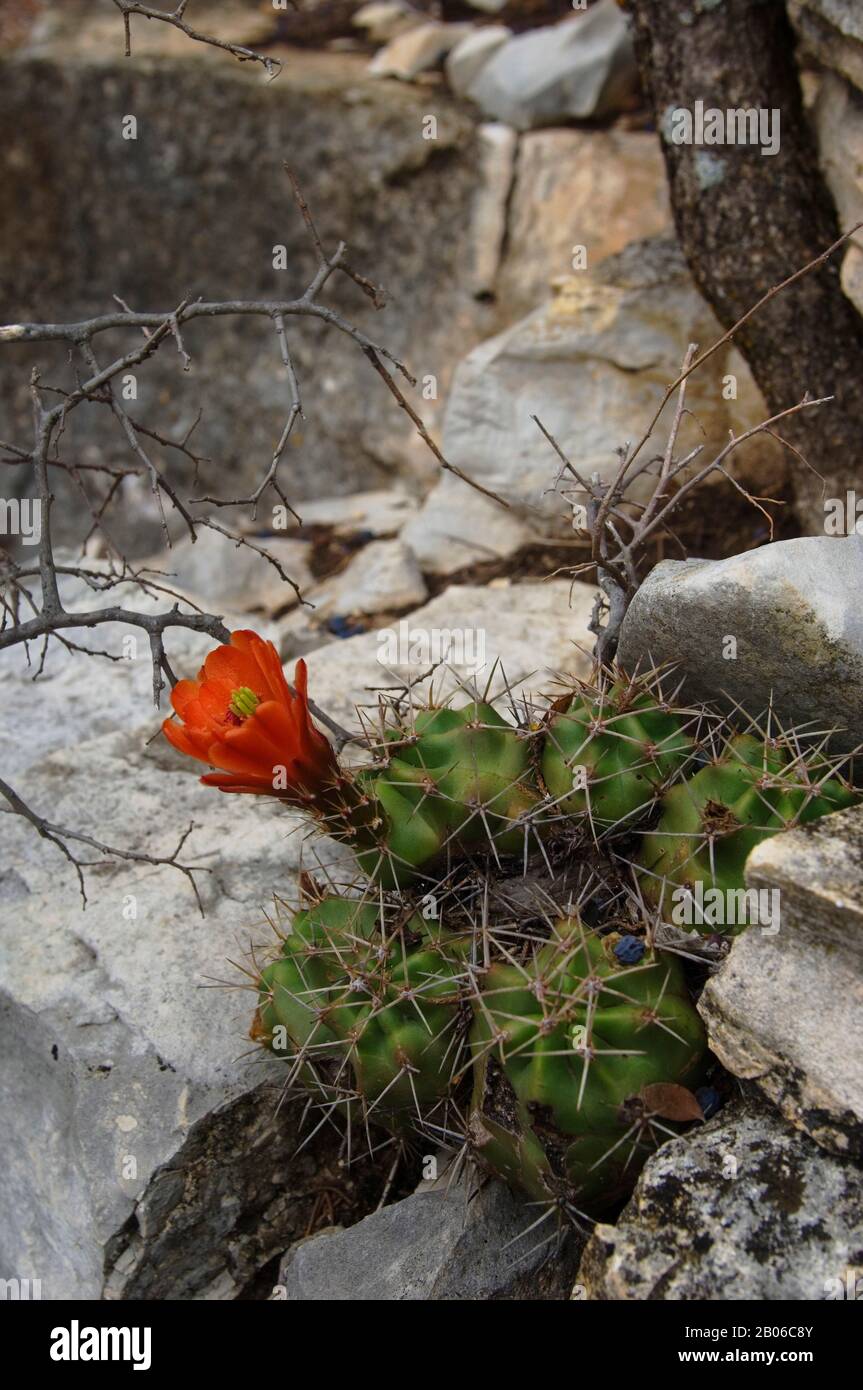 USA, TEXAS, HILL COUNTRY NEAR HUNT, CLARET CUP or STRAWBERRY CACTUS ...