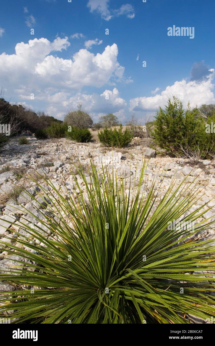 USA, TEXAS, HILL COUNTRY NEAR HUNT, SOTOL PLANT, Dasylirion sp, GROWING ...