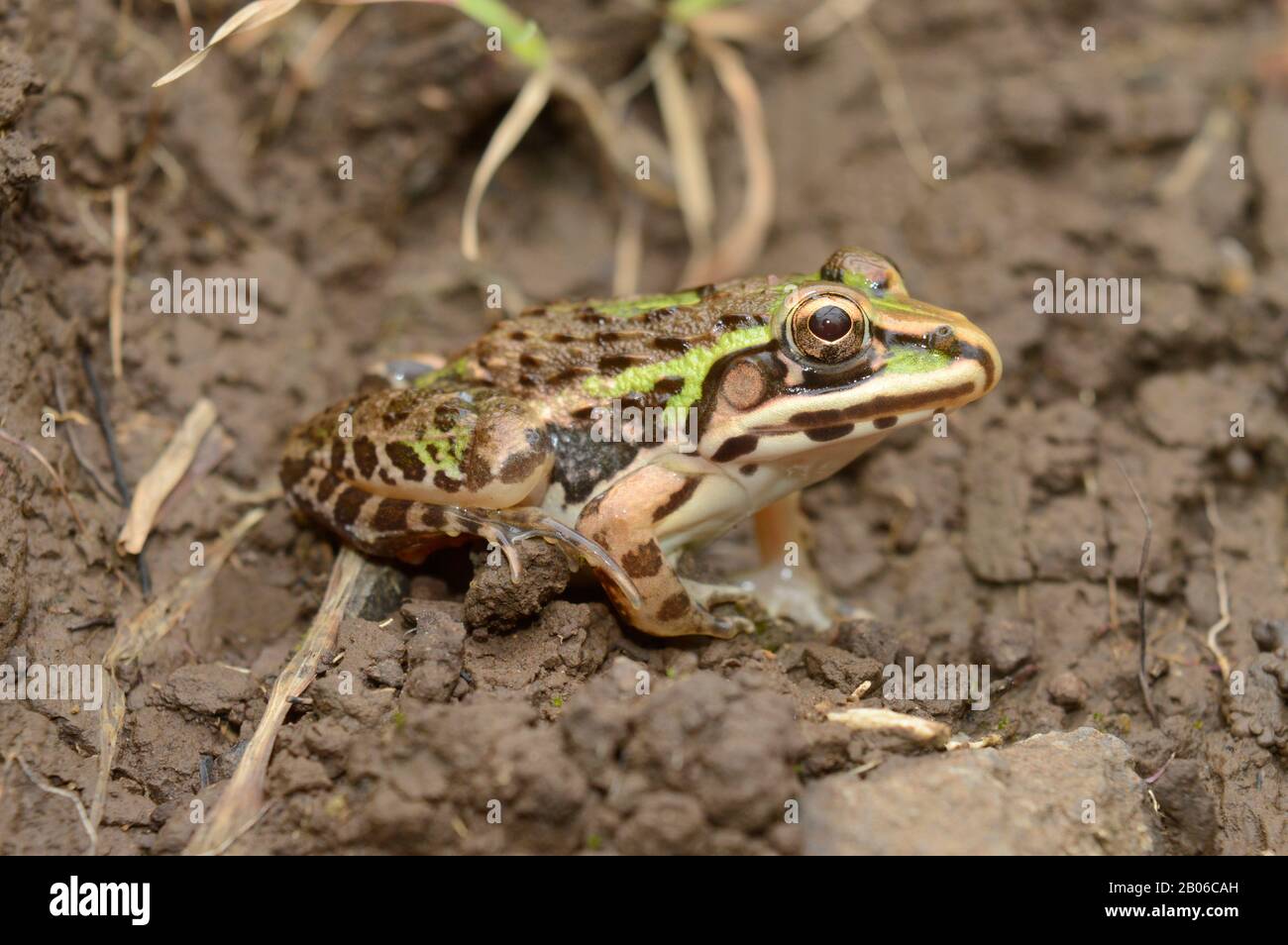 Lateral side of Juvenile Bull frog - Hoplobatrachus tigerinus ...