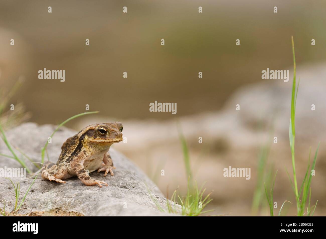 USA, TEXAS, HILL COUNTRY, TOAD ON ROCK Stock Photo - Alamy