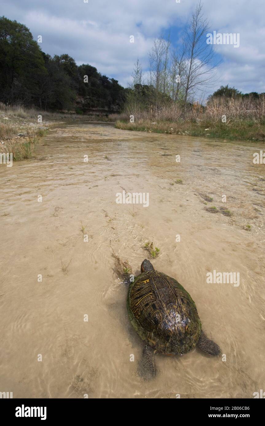 USA, TEXAS, HILL COUNTRY NEAR HUNT, RED-EARED TURTLE IN RIVER Stock ...