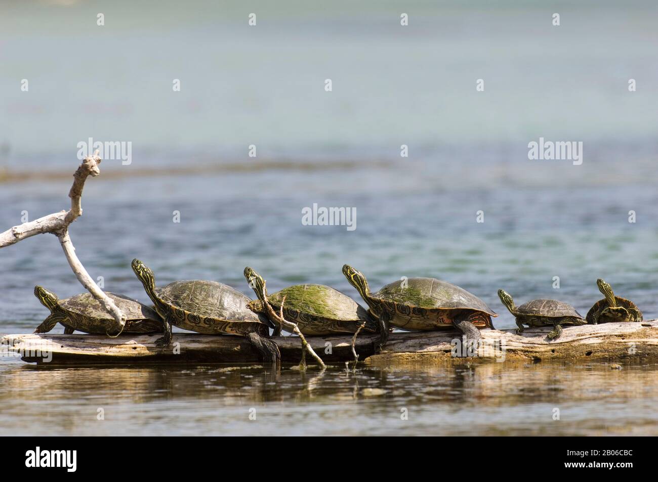 USA, TEXAS, HILL COUNTRY NEAR HUNT, RIVER COOTER TURTLES SITTING ON LOG ...