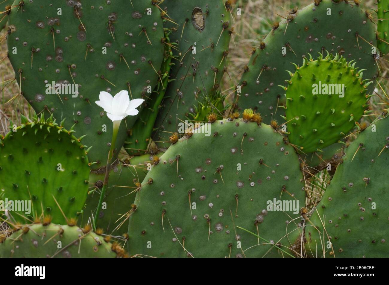 USA, TEXAS, HILL COUNTRY NEAR HUNT, RAIN-LILY Cooperia pedunculata ...