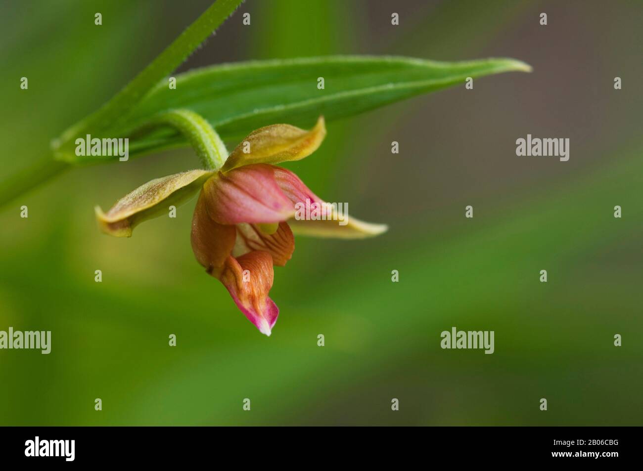 Giant hellebore hi-res stock photography and images - Alamy
