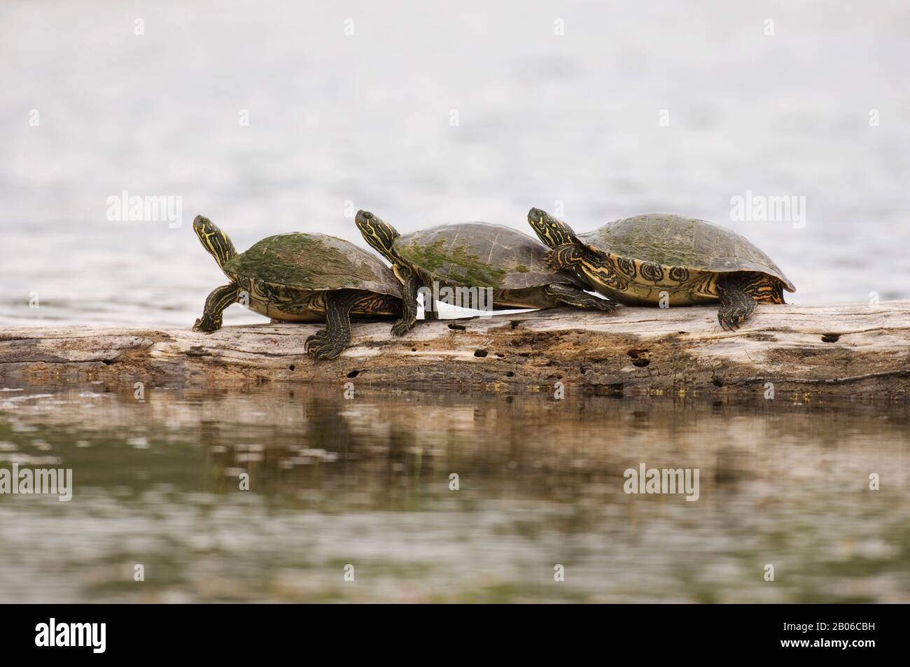 USA, TEXAS, HILL COUNTRY NEAR HUNT, RIVER COOTER TURTLES SITTING ON LOG ...