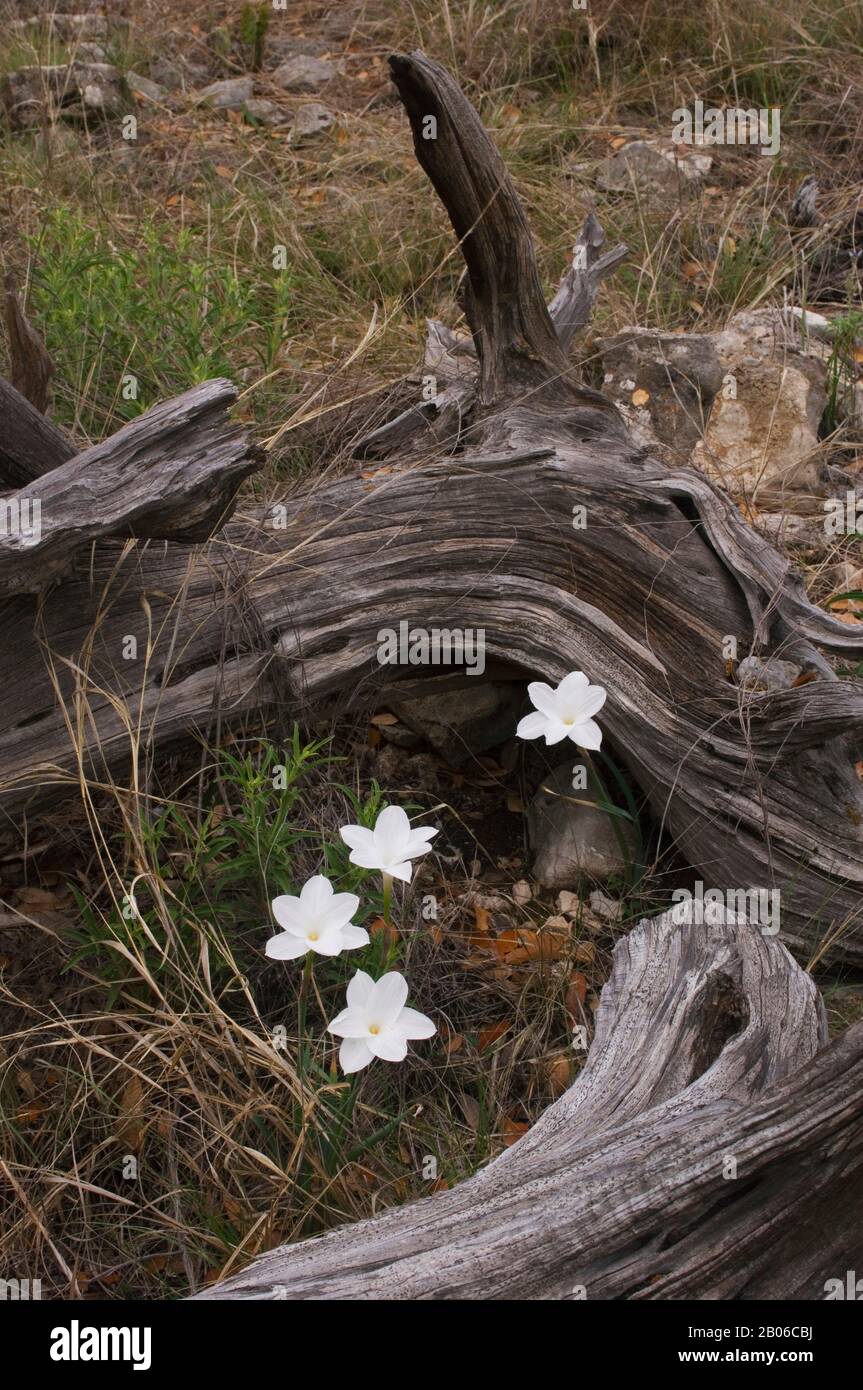 Dead tree texas hill country hi-res stock photography and images - Alamy