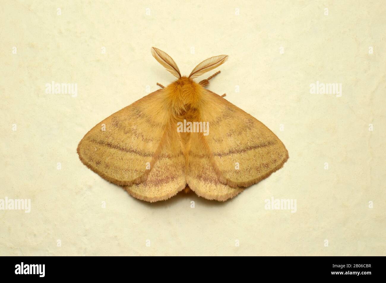 Dorsal of Eupterote lineosa, Distribution - Nepal, India, Sri Lanka ...