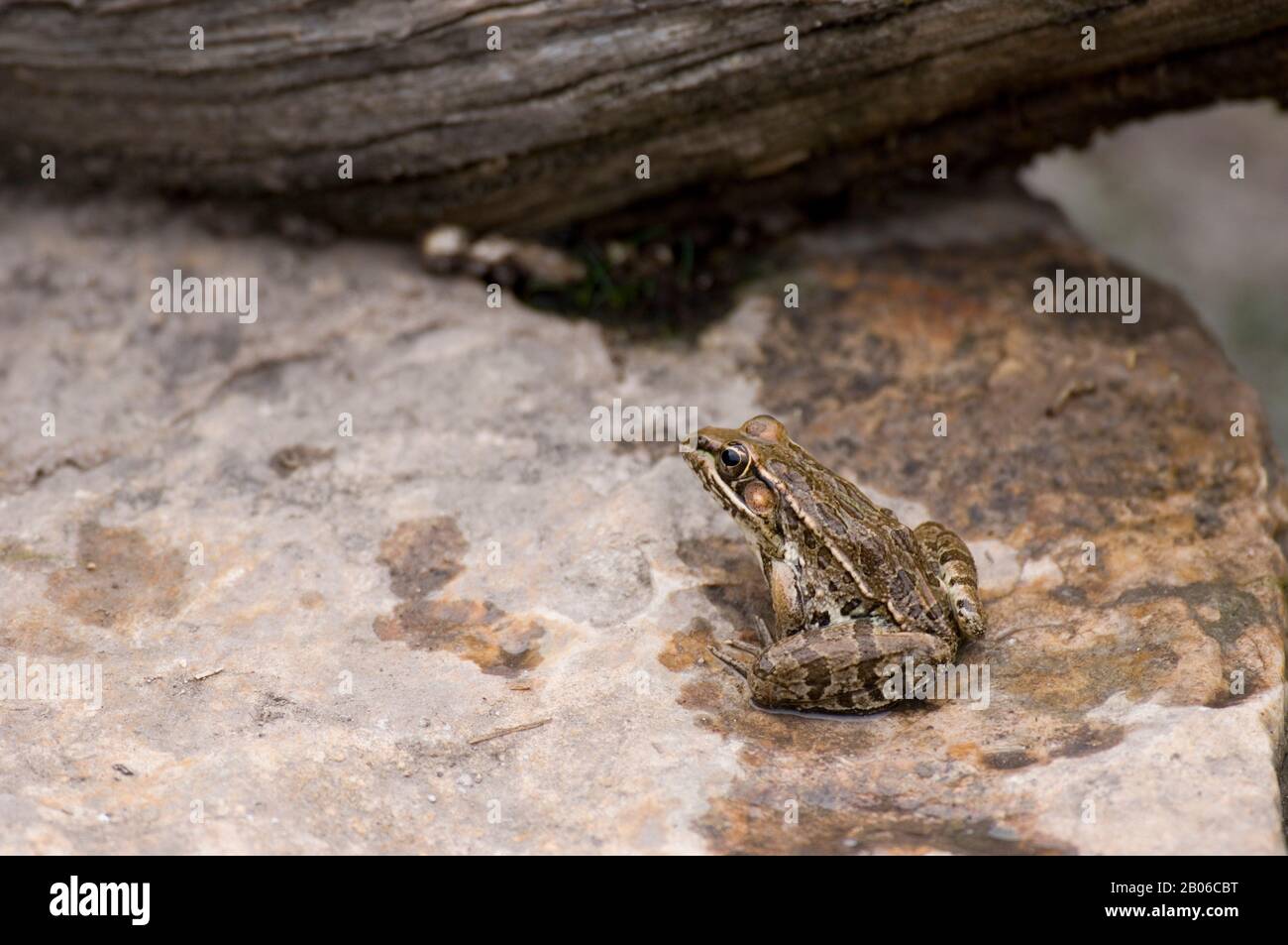 USA, TEXAS, HILL COUNTRY NEAR HUNT, SOUTHERN LEOPARD FROG Stock Photo ...