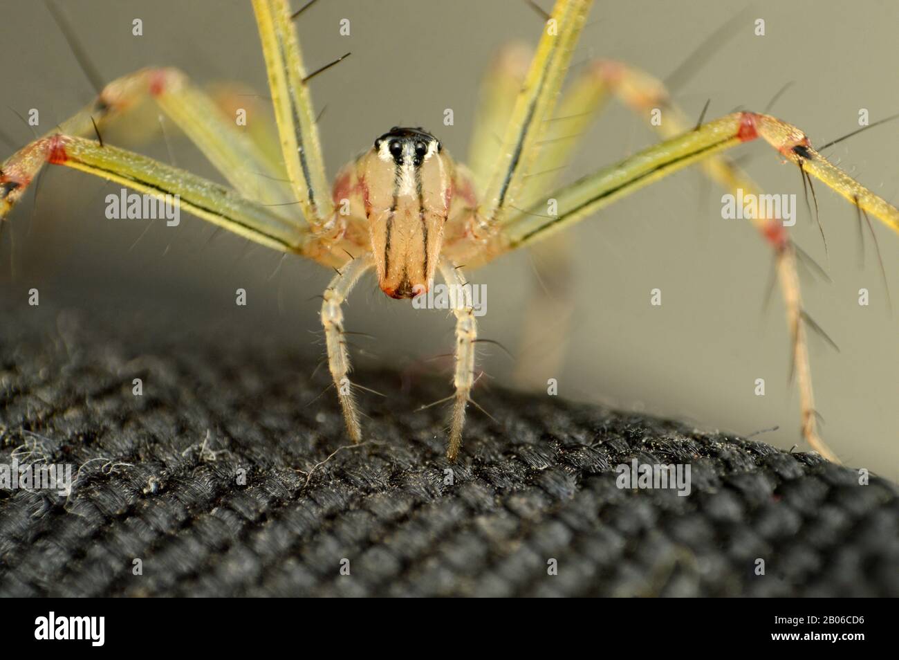 Spider western ghats hi-res stock photography and images - Alamy
