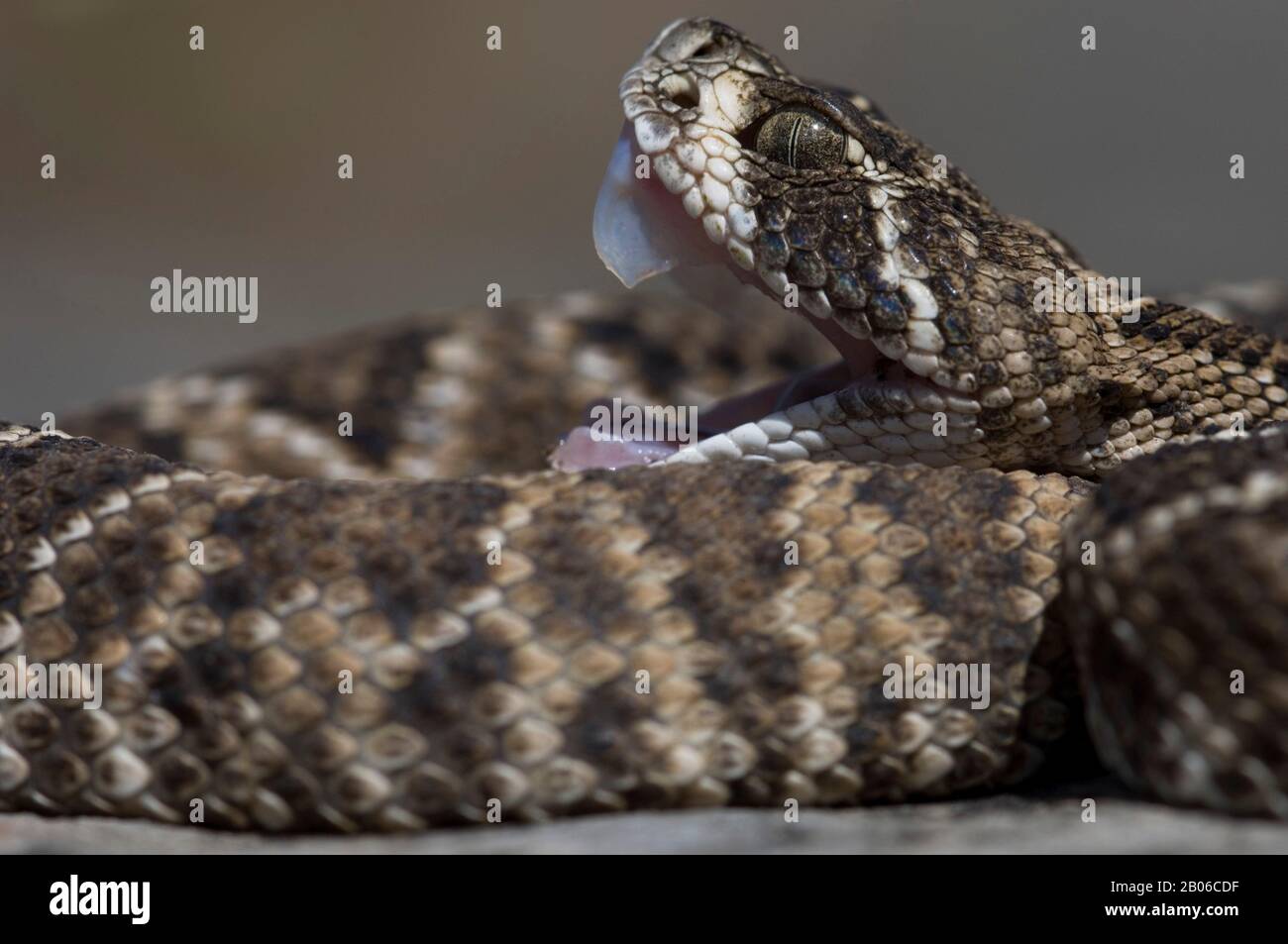 Rattlesnake Yawn at Bill Henson blog