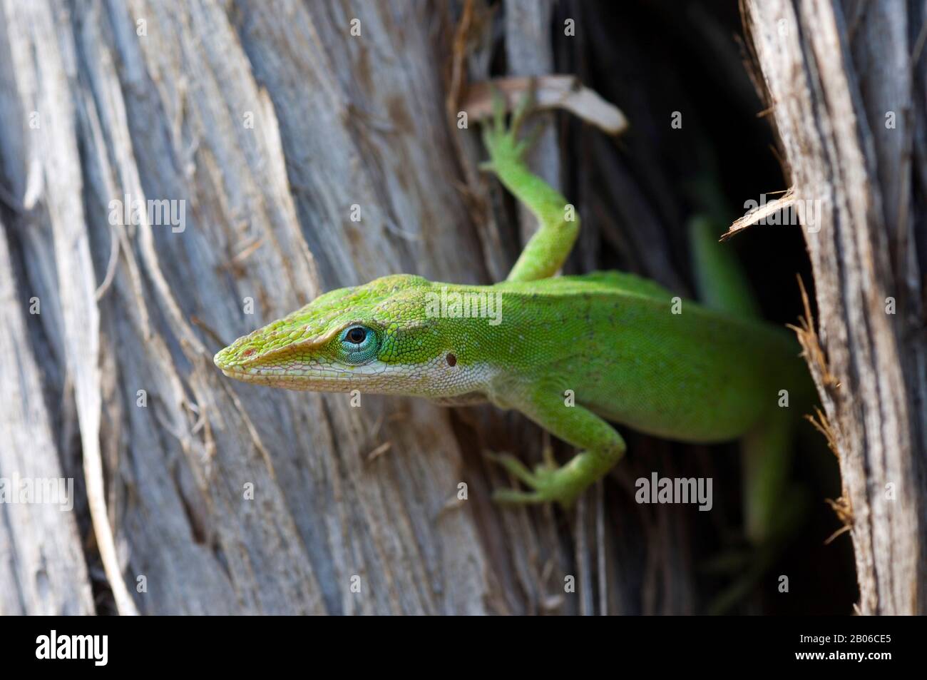 Texas tree lizard hi-res stock photography and images - Alamy