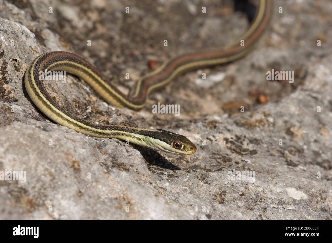 USA, TEXAS, HILL COUNTRY NEAR HUNT, WESTERN RIBBON SNAKE, GARTER SNAKE ...