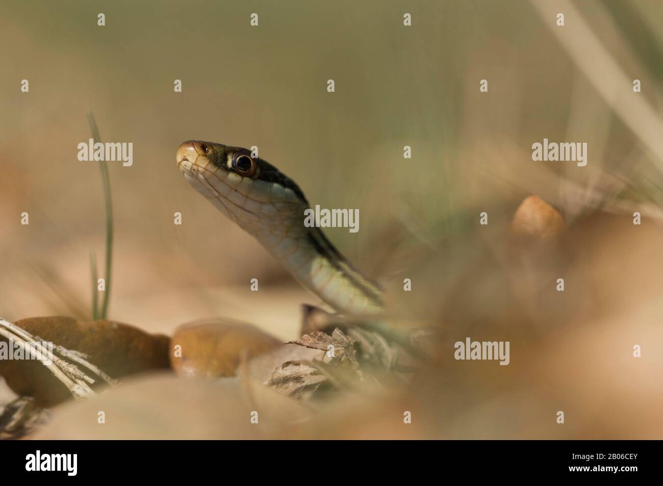USA, TEXAS, HILL COUNTRY NEAR HUNT, WESTERN RIBBON SNAKE, GARTER SNAKE ...