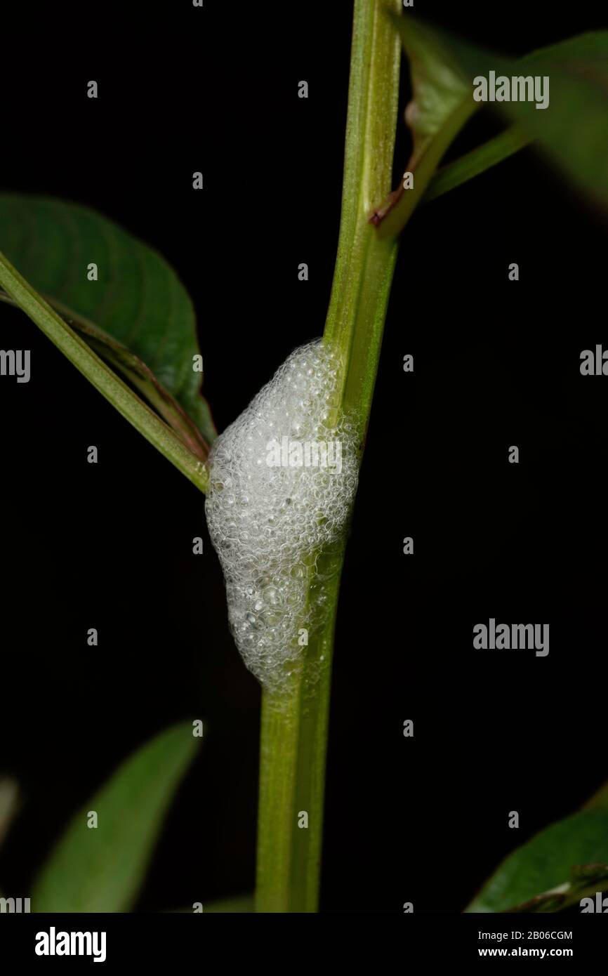 Spittlebug larva and foam hi-res stock photography and images - Alamy