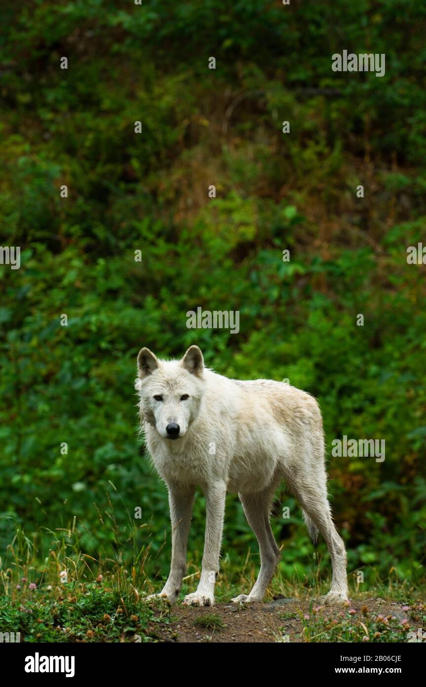 CANADA, BRITISH COLUMBIA, VANCOUVER, GROUSE MOUNTAIN, TIMBER WOLF ...