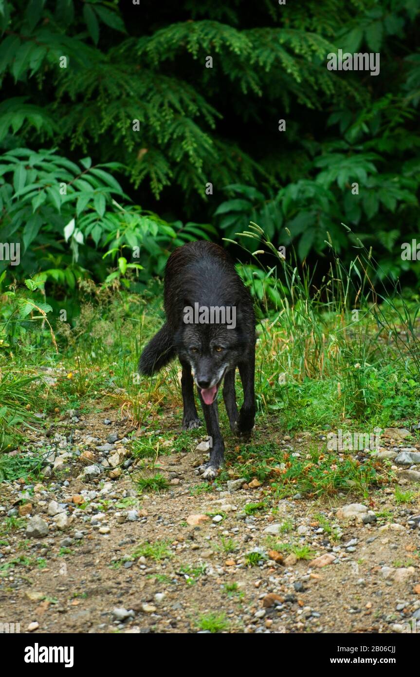 CANADA, BRITISH COLUMBIA, VANCOUVER, GROUSE MOUNTAIN, TIMBER WOLF ...