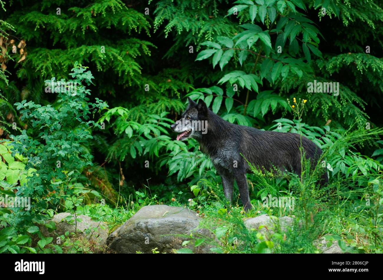 CANADA, BRITISH COLUMBIA, VANCOUVER, GROUSE MOUNTAIN, TIMBER WOLF ...