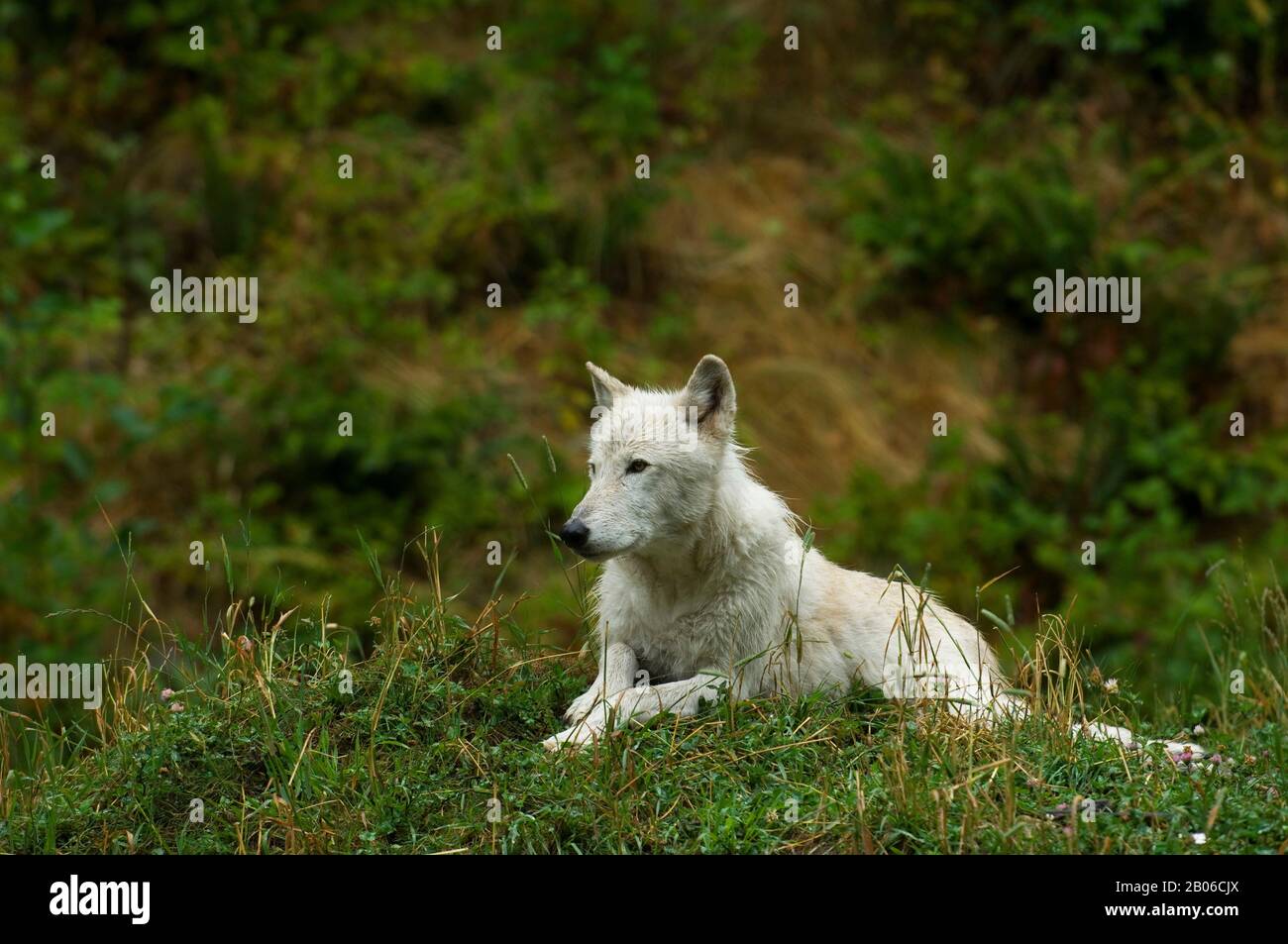 CANADA, BRITISH COLUMBIA, VANCOUVER, GROUSE MOUNTAIN, TIMBER WOLF ...