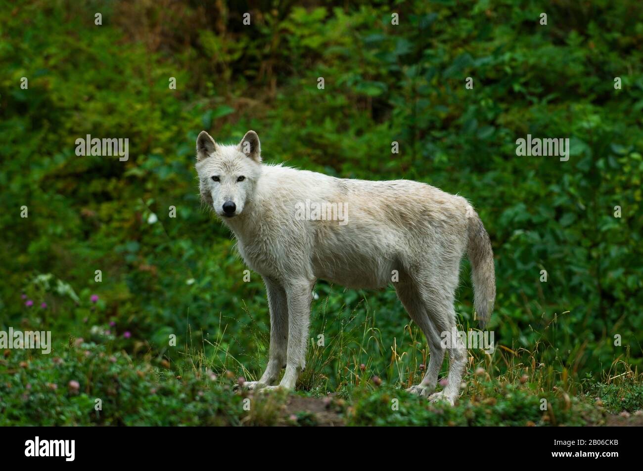 CANADA, BRITISH COLUMBIA, VANCOUVER, GROUSE MOUNTAIN, TIMBER WOLF ...