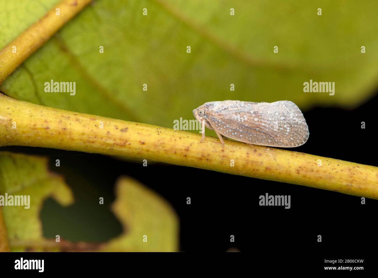 Long nose planthopper hi-res stock photography and images - Alamy