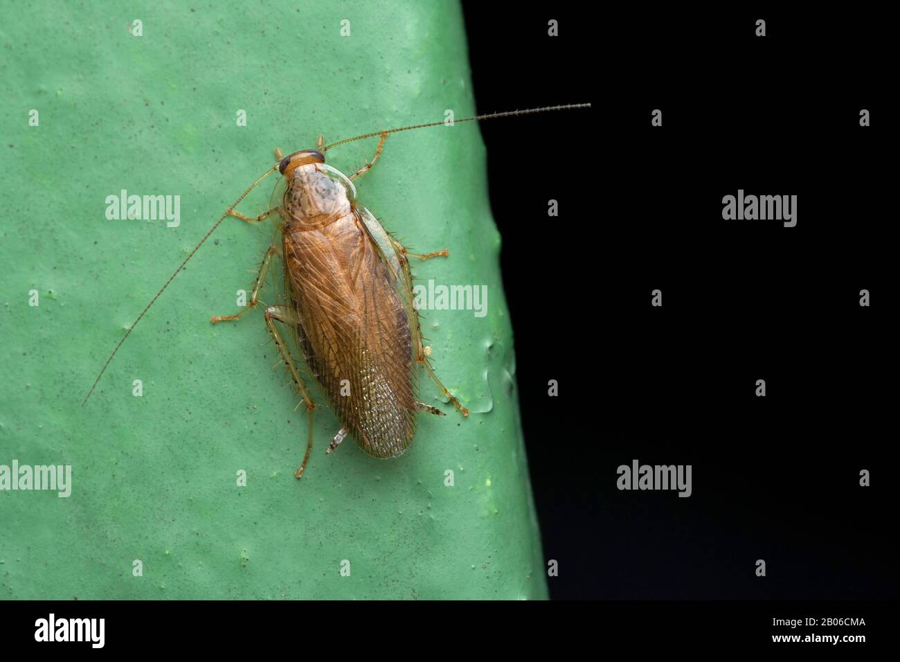 German cockroach, Blattella germanica, Family Ectobidae Stock Photo - Alamy