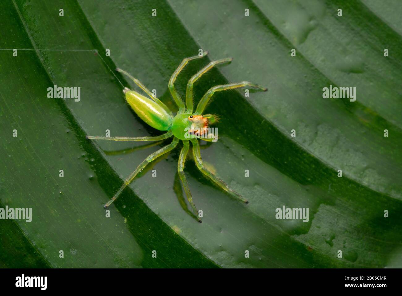 Green Jumping spider, Epeus flavobilineatus, Family - Salticidae Stock ...