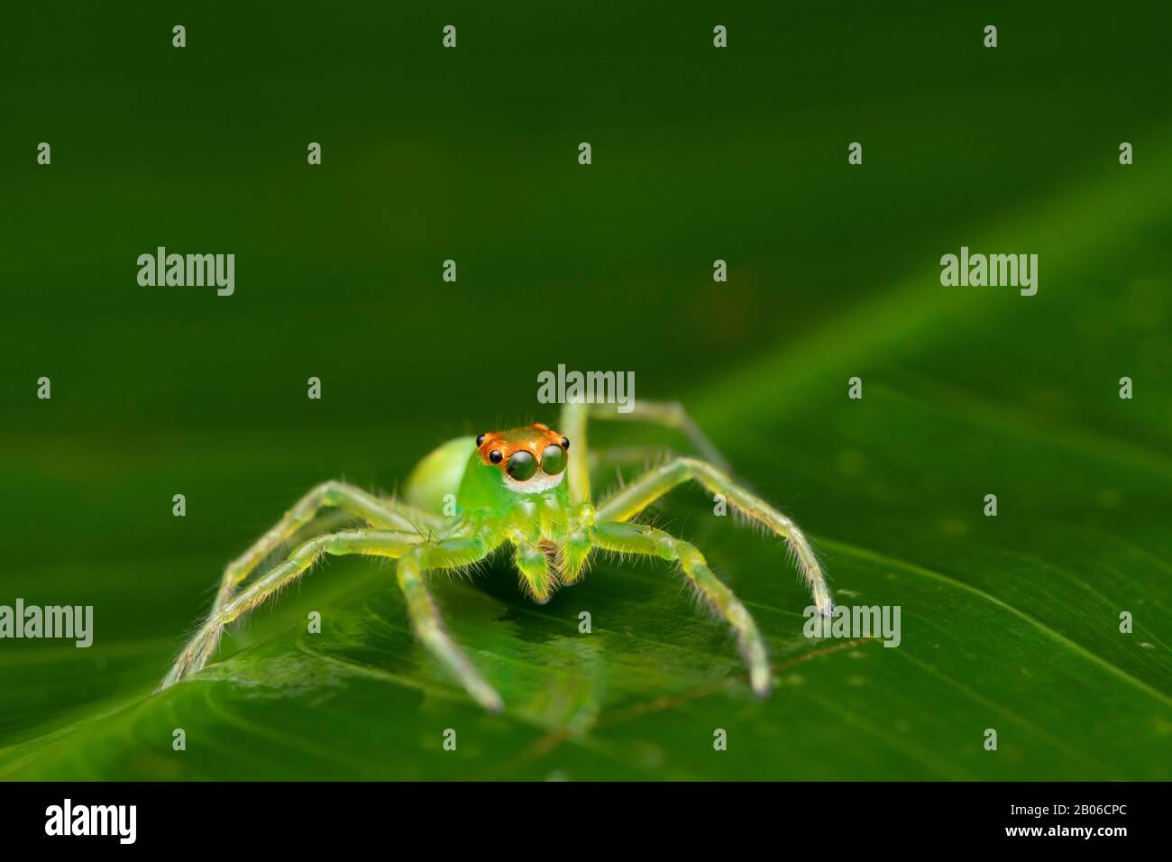 Portrait of Green Jumping spider, Epeus flavobilineatus, Family ...