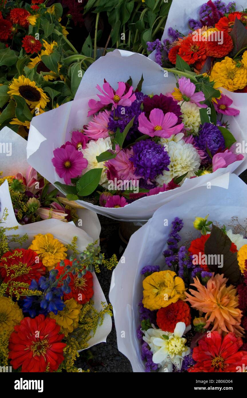 State flower of washington hi-res stock photography and images - Alamy