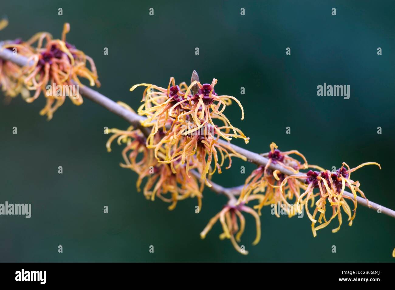 Hamamelis i diane hi-res stock photography and images - Alamy