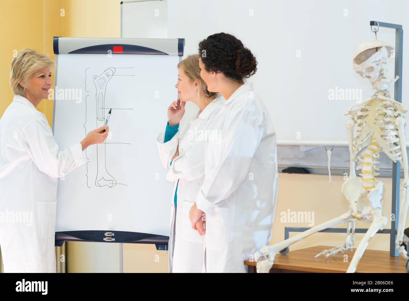 female teacher in biology class teaching human body anatomy Stock Photo ...