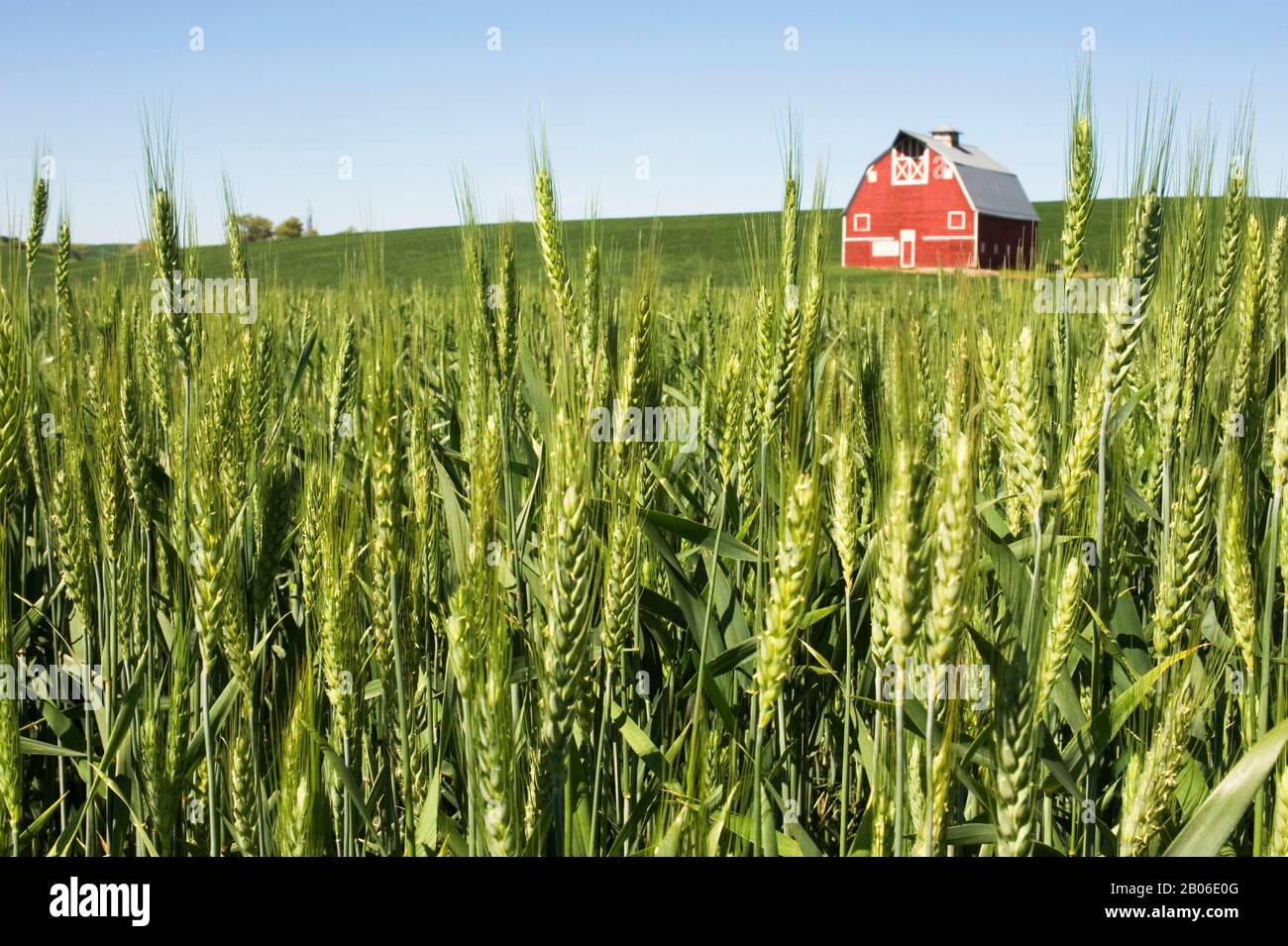 USA, WASHINGTON STATE, PALOUSE, RED BARN IN WHEAT FIELD Stock Photo - Alamy