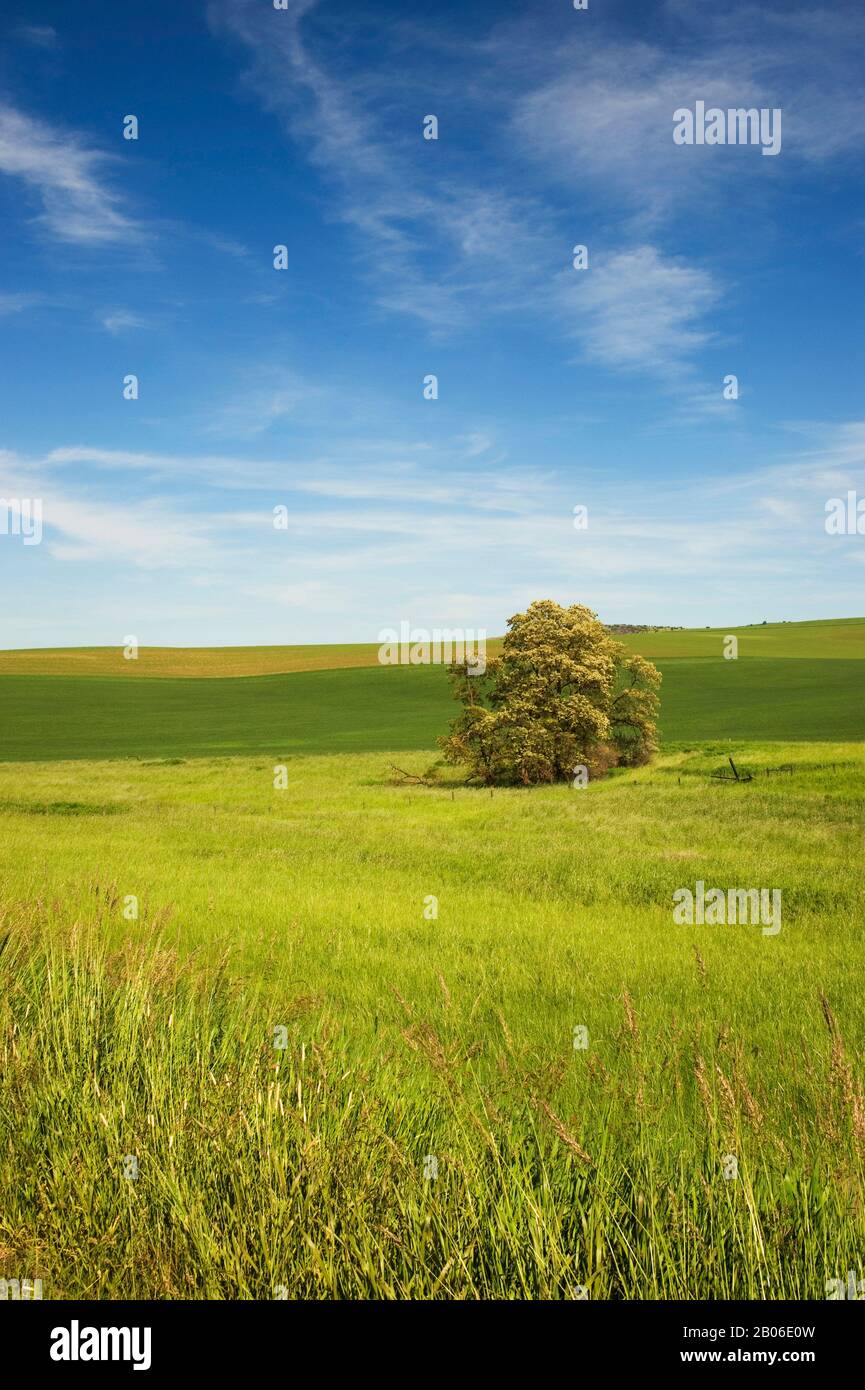 USA, WASHINGTON STATE, PALOUSE, TREE IN WHEAT FIELD Stock Photo - Alamy