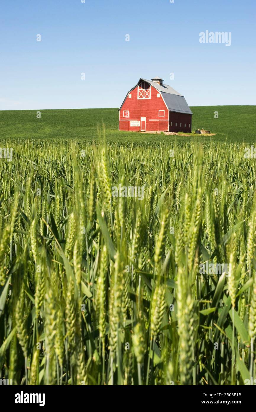USA, WASHINGTON STATE, PALOUSE, RED BARN IN WHEAT FIELD Stock Photo - Alamy